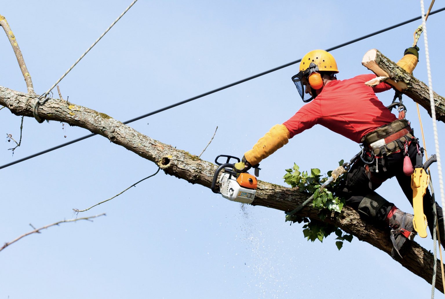 Exceptional Tree Surgeon Tunbridge Wells | Tree Pruning & Felling Experts